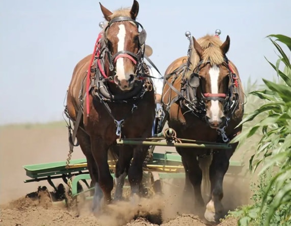 Belgian Draft Horse