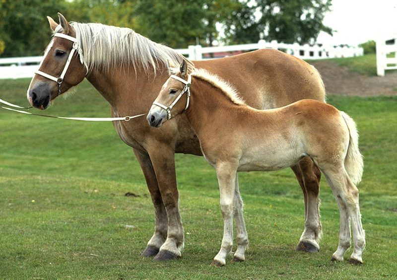 Belgian Draft Horse