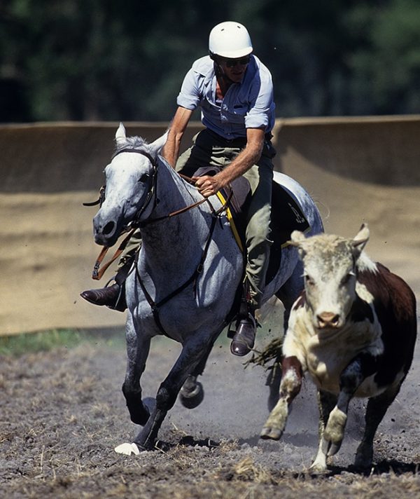 Australian Stock Horse
