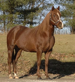 Appendix Quarter Horse