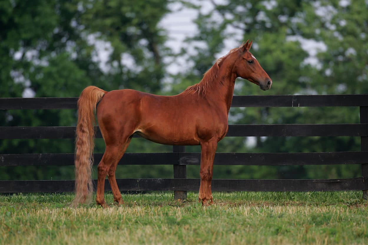American Saddlebred