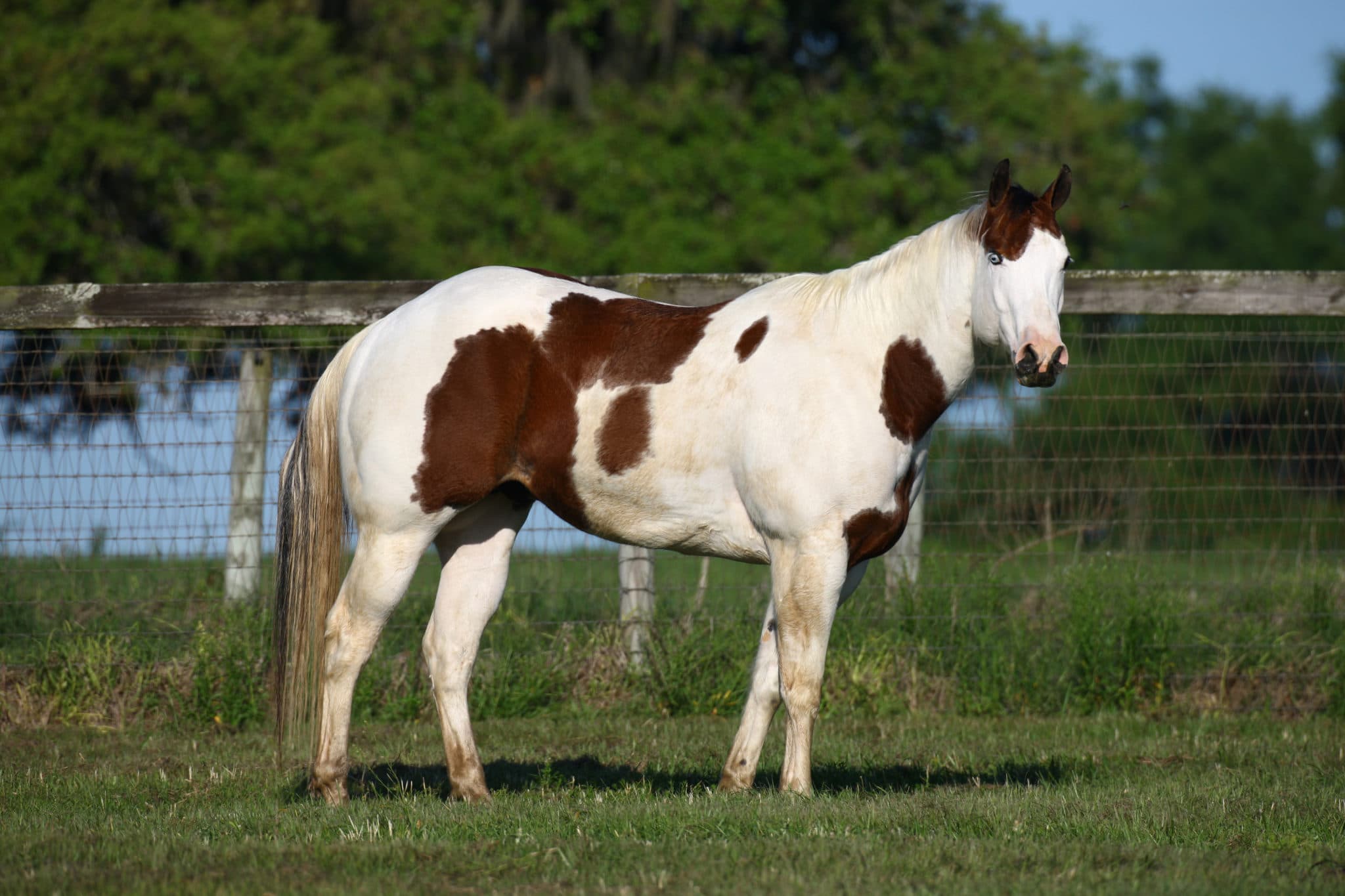 American Paint Horse
