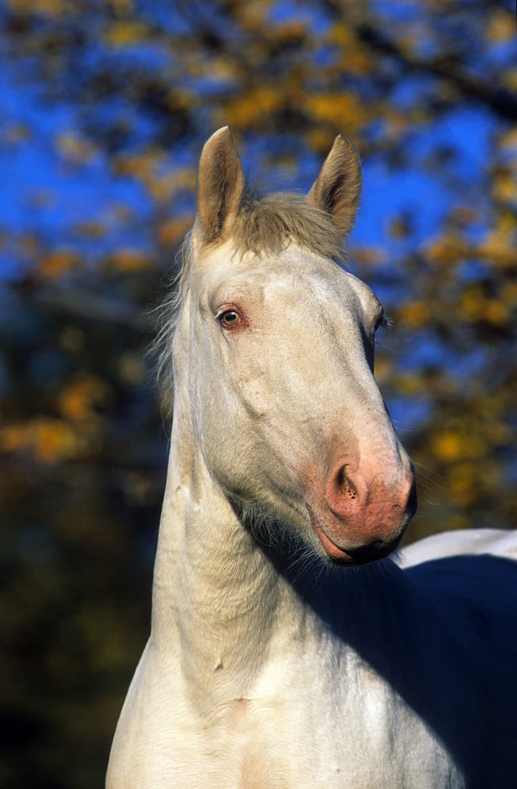 American Cream Draft Horse