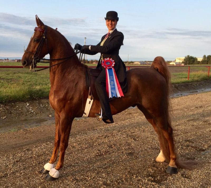 American Saddlebred