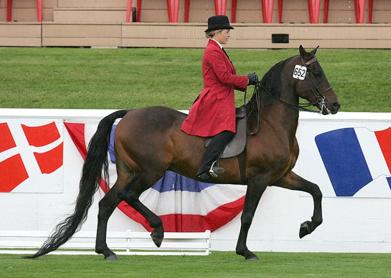 Morgan Horse