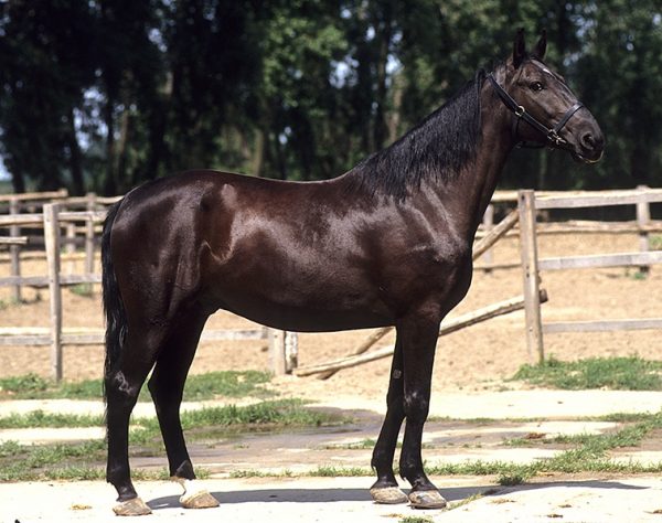 Hungarian Warmblood