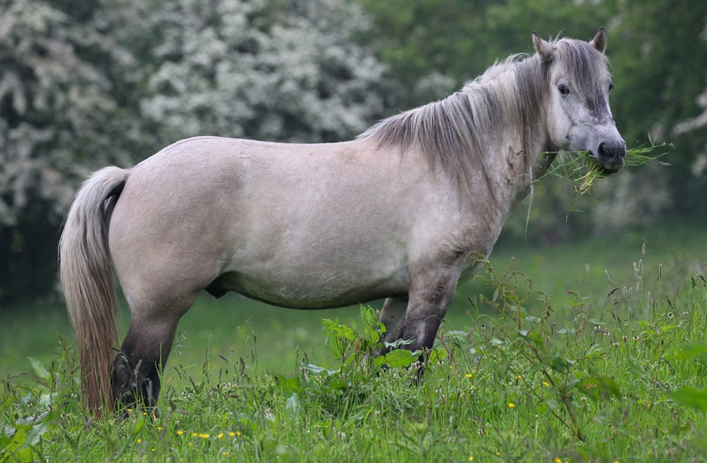 Highland Pony