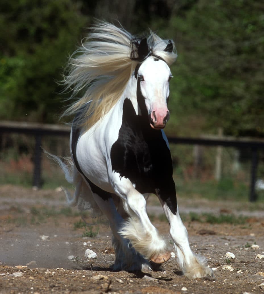 Gypsy Horses
