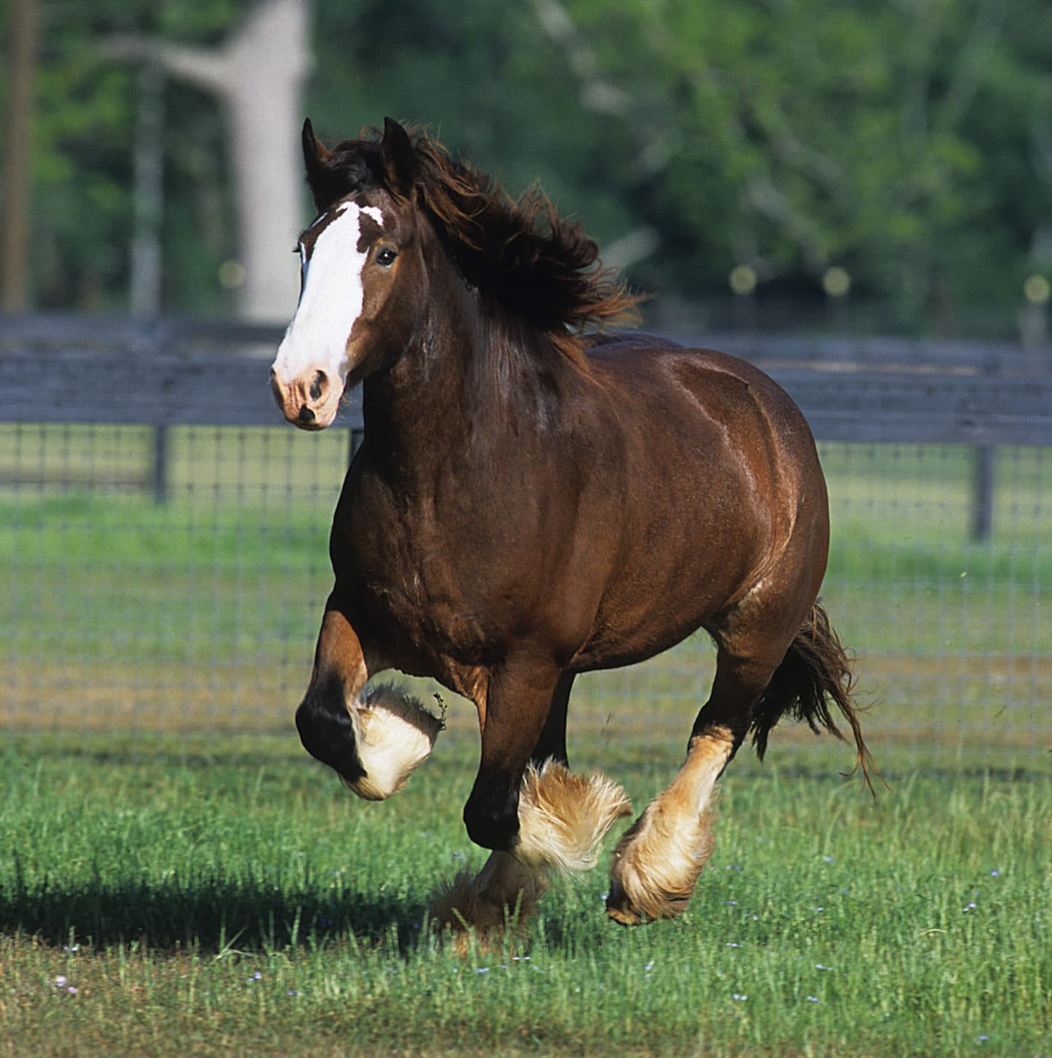 Draft Horse