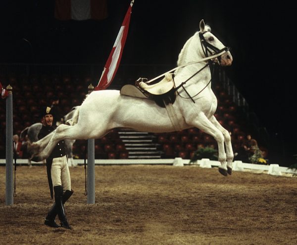 Lipizzaner