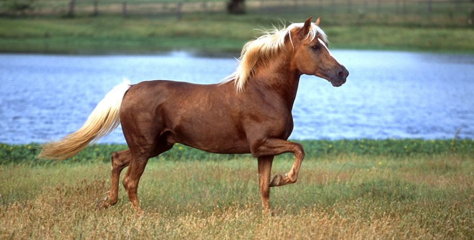 Peruvian Paso (Peruvian Horse)