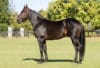 Standardbred