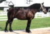 Percheron