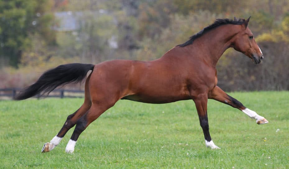 Hanoverian