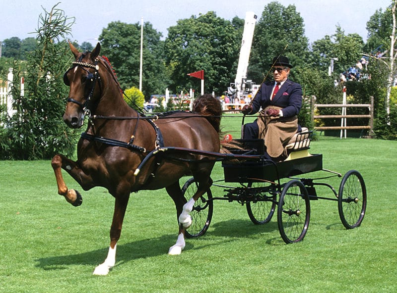 Hackney Horses & Ponies