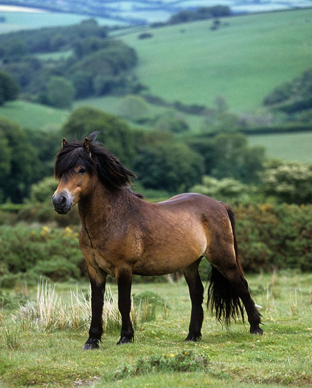 Exmoor Pony