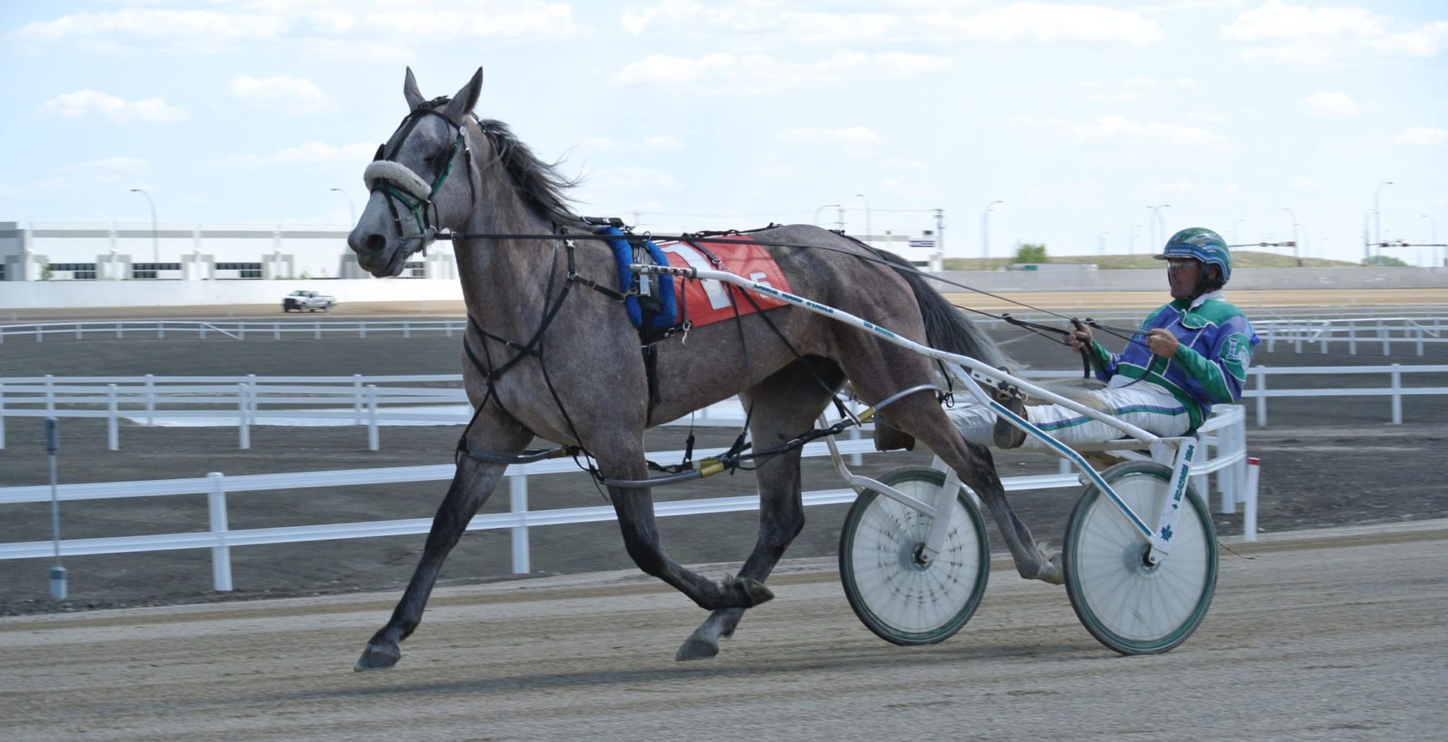 Standardbred