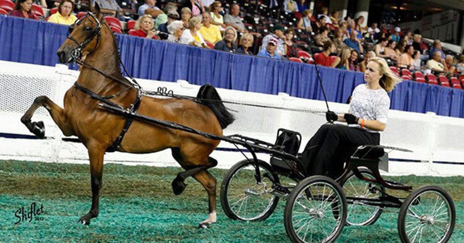 Hackney Horses & Ponies