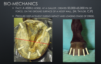 Hoof Care Top Tips, Myth Busters and Finding the Balance