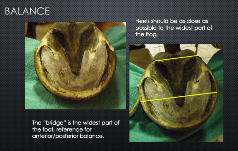 Hoof Care Top Tips, Myth Busters and Finding the Balance