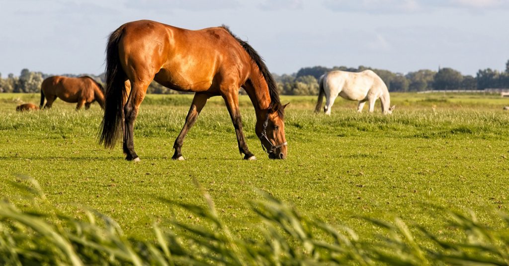 10 Important Steps to Spring Pasture Management
