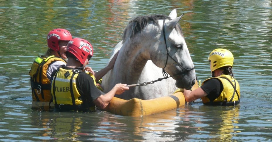 Life Skills: Education and Training for Large Animal Rescue
