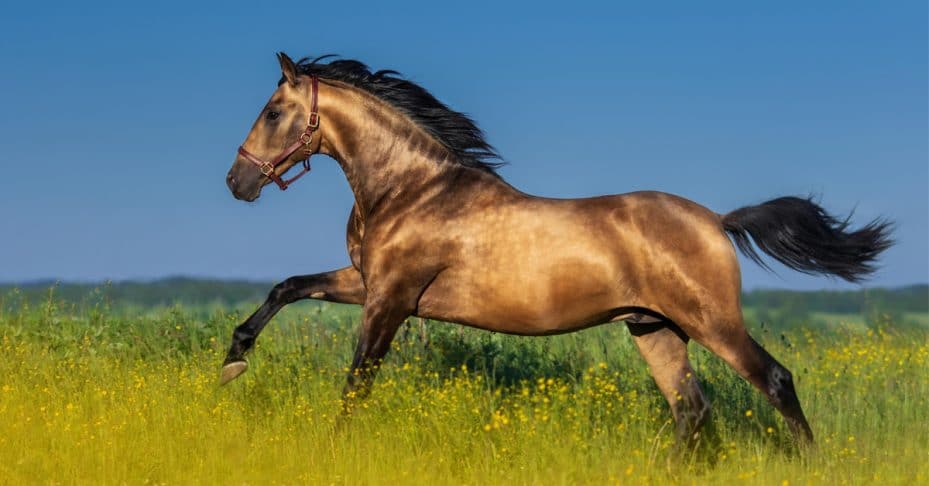 The Solution for Shiny, Tangle-Free Manes and Tails