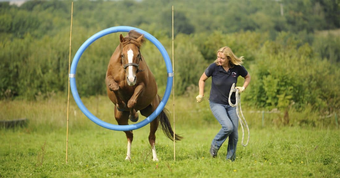 Move Over SuperDogs, It's Horse Agility!