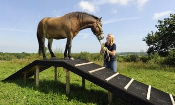 Move Over SuperDogs, It's Horse Agility!
