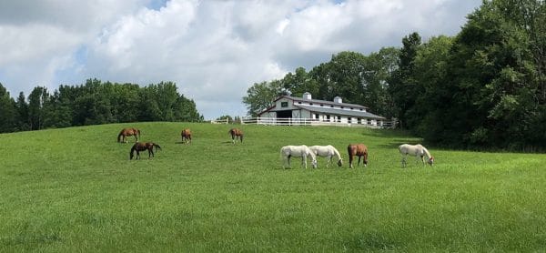 Making a Retirement Plan for Your Senior Horse