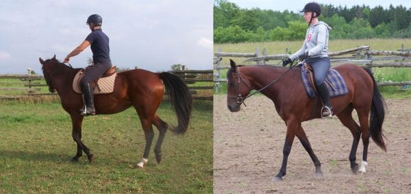 Balancing Your Horse at the Walk, Trot and Canter