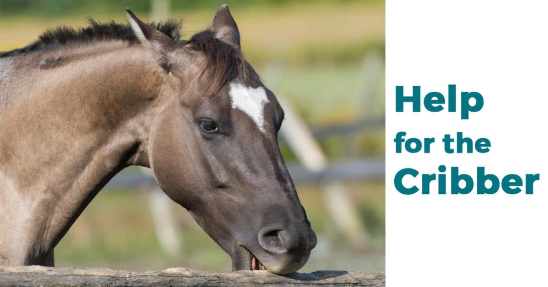 Strategies and Treatments to Curb the Cribber