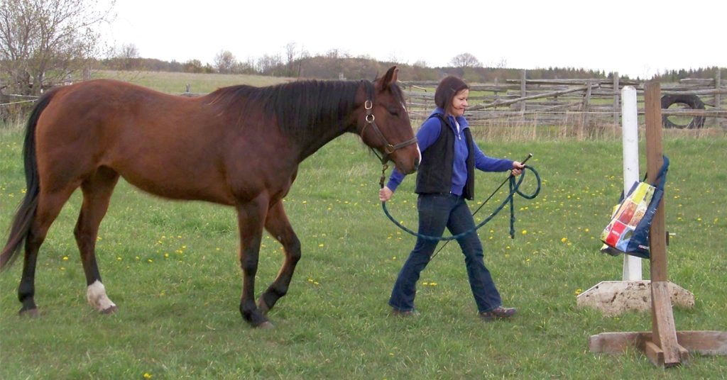 How To Build Your Horse’s Confidence