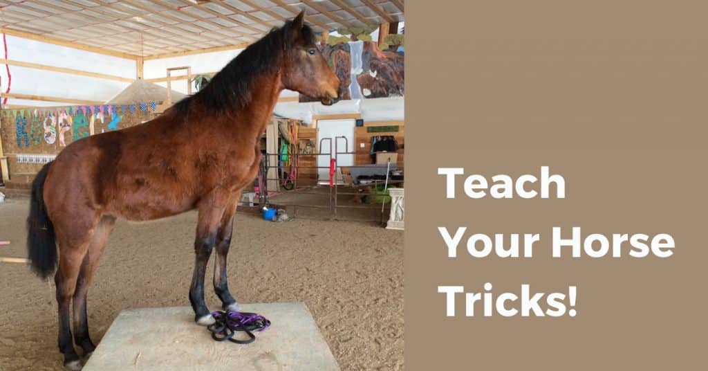 Teach Your Horse Simple and Fun Tricks