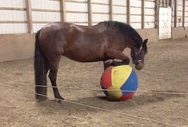 Teach Your Horse Simple and Fun Tricks