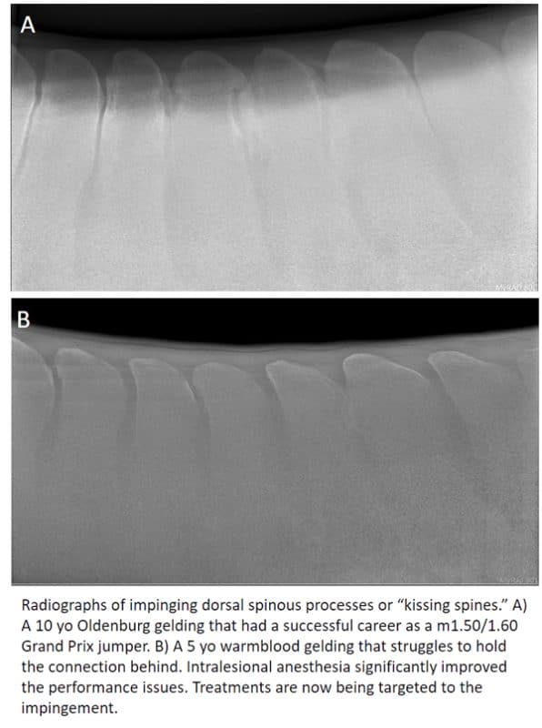 Equine Back Pain Causes and Solutions