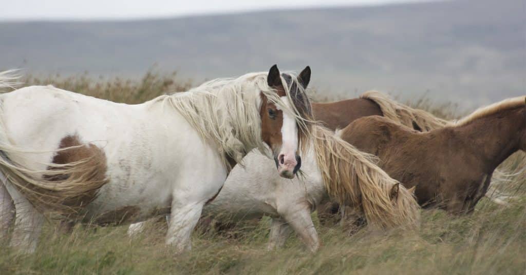 5 Fierce Native Canadian Horse Breeds