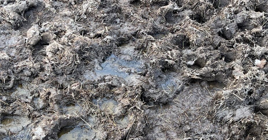 Managing Mud: Solutions for Swampy Paddocks