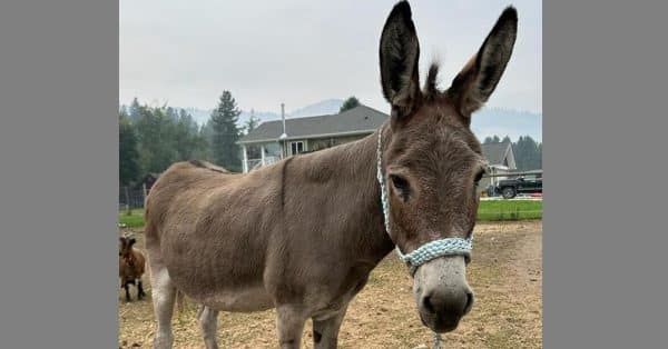 Loveable Loser Zippy Chippy Passes Away