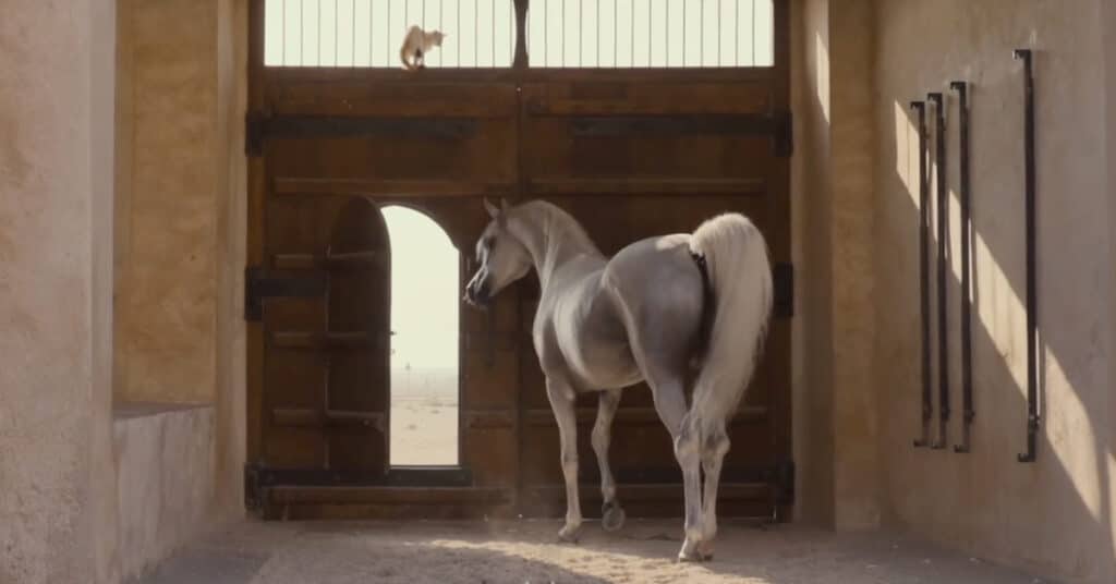 Finding 'Spirit', the Real Horse Who Inspired a Generation