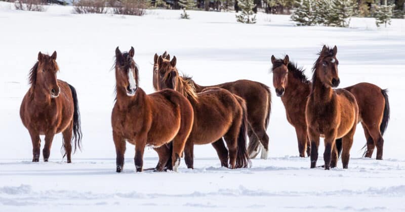 Defending the Wild Horses of the Chilcotin