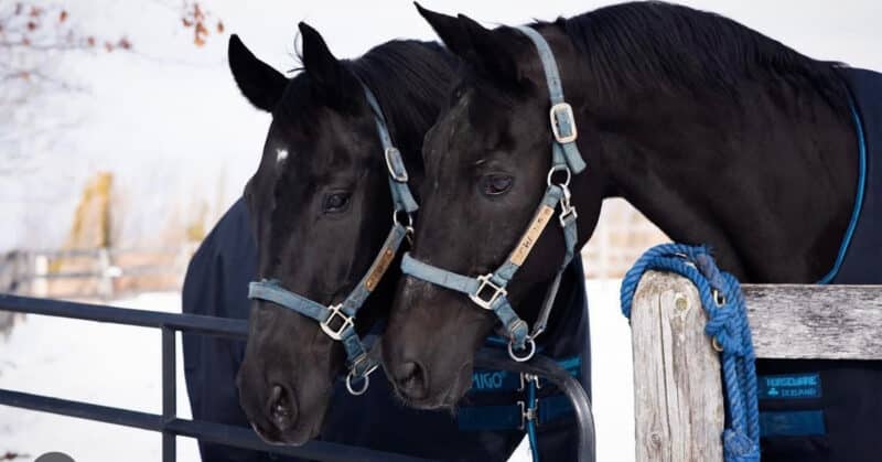 Winter Blanketing Guide: Yes, No, and if So, How Much?