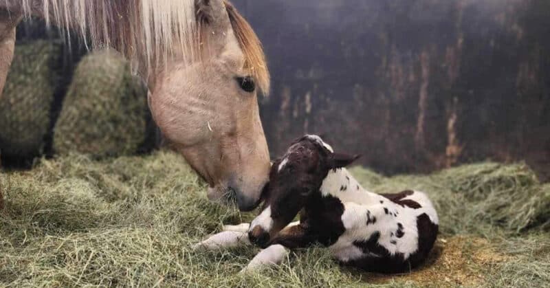 Training and How Horses Learn
