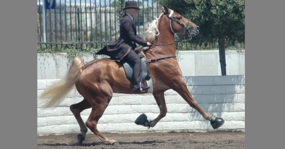 7 Basic First Aid Skills Every Horse Owner Should Have