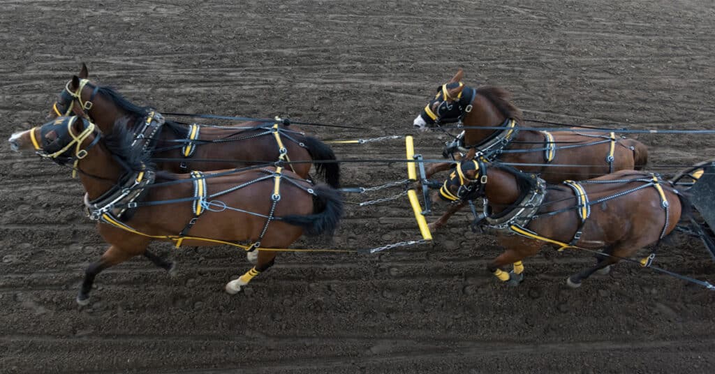 Calgary Stampede Implements Improvements for Horses