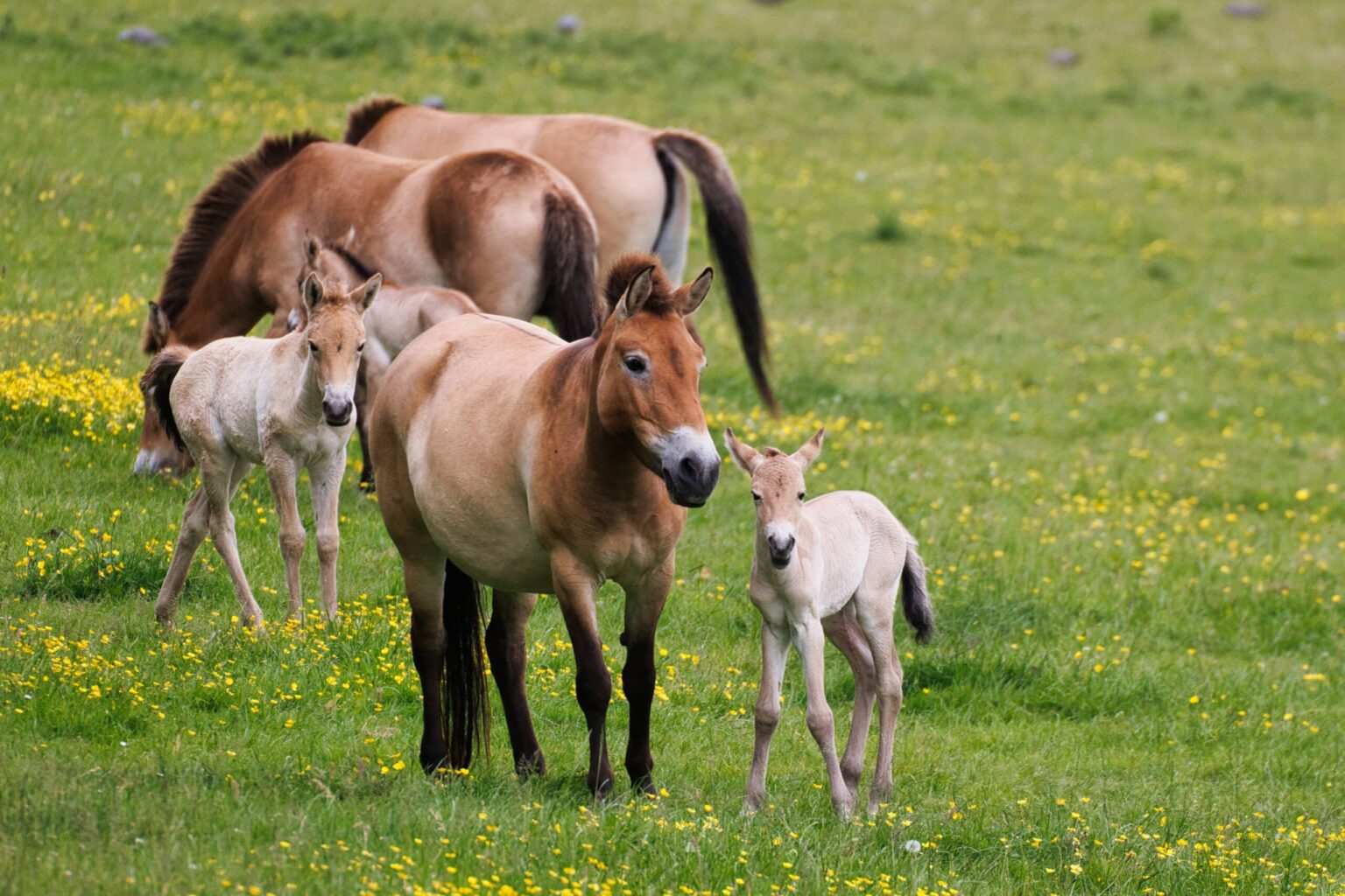 Upward Fixation of the Patella: Stuck Stifles, What To Do