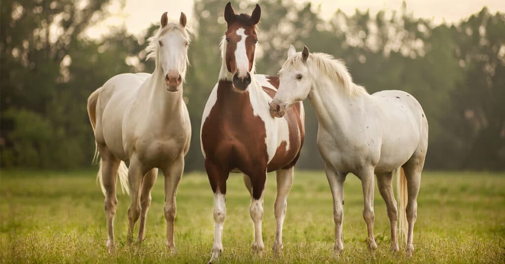 Strategies and Treatments to Curb the Cribber