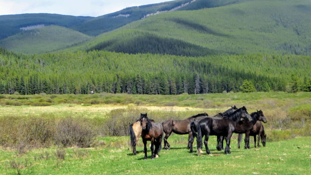 10 Amazing Facts About Equine Vision That You Should Know