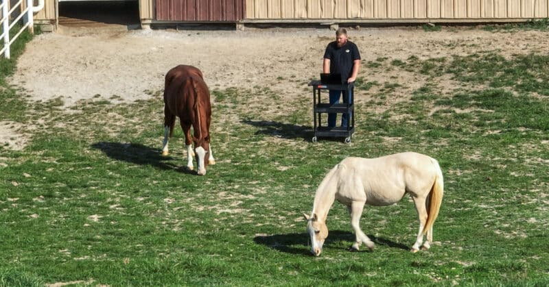 10 Amazing Facts About Equine Vision That You Should Know