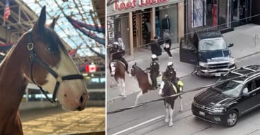 Finding 'Spirit', the Real Horse Who Inspired a Generation